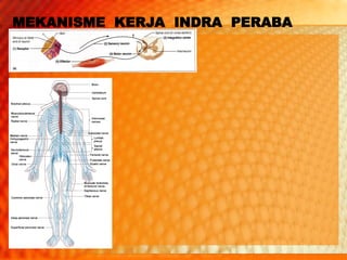 SISTEM_PANCA_INDRA_ANATOMI.ppt kedokteran | PPT