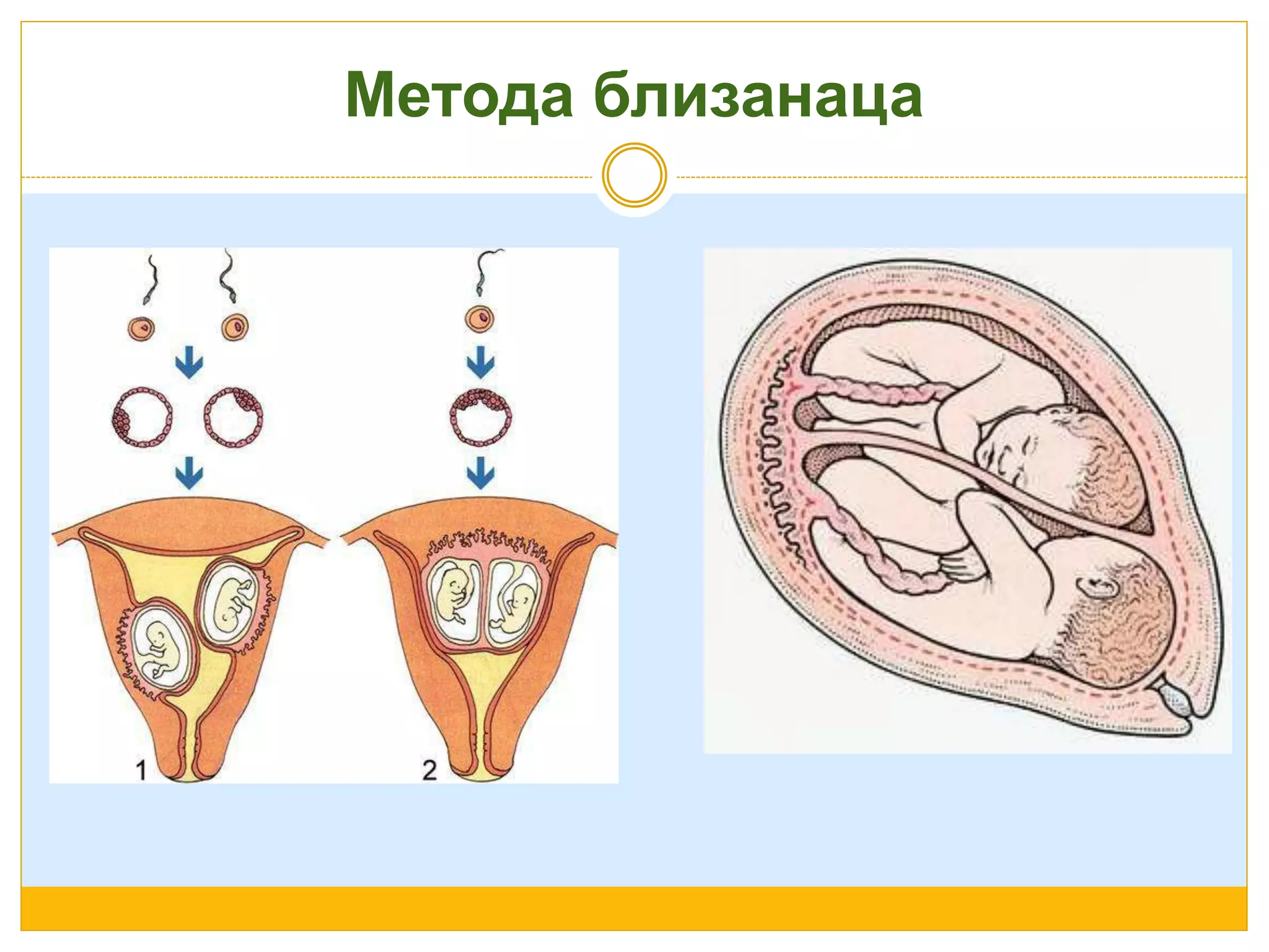 Humana genetika, rodoslovno_stablo | PPTX