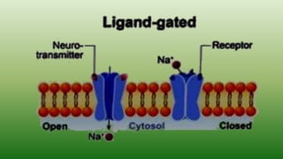Receptor-1-1.pptx msc 2nd sem.................. | PPT