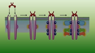 Receptor-1-1.pptx msc 2nd sem.................. | PPT