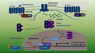 Receptor-1-1.pptx msc 2nd sem.................. | PPT