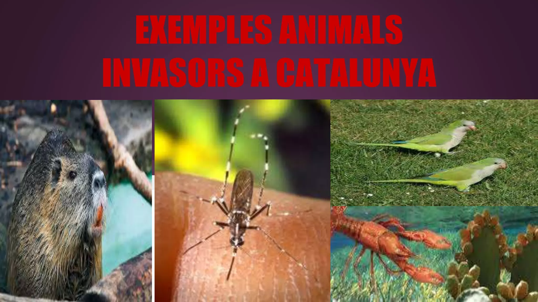 Especies invasores | PPTX
