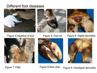 FOOT DISEASES OF DAIRY CATTLE IN MILK POCKET AREA OF SIRAJGONJ DISTRICT ...