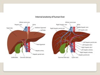 The human liver function & structure.pptx