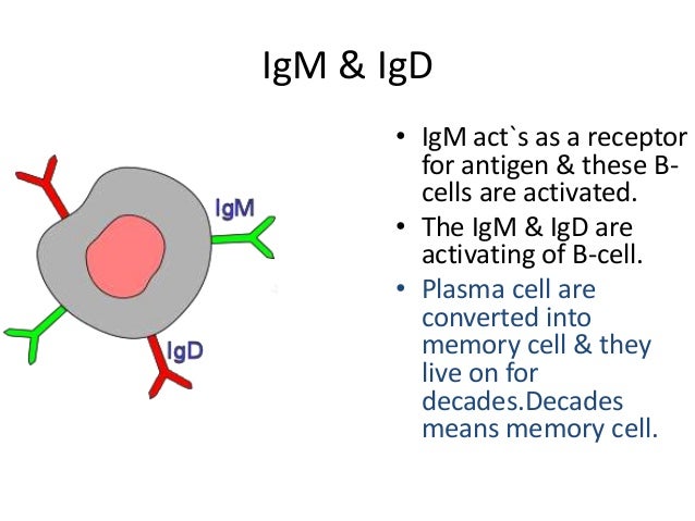 Immunoglobulin ppt