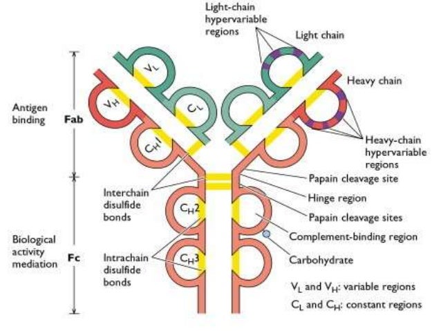Immunoglobulin Ppt