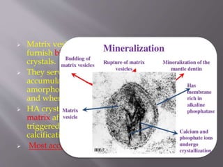 Theories Of Mineralization | PPTX