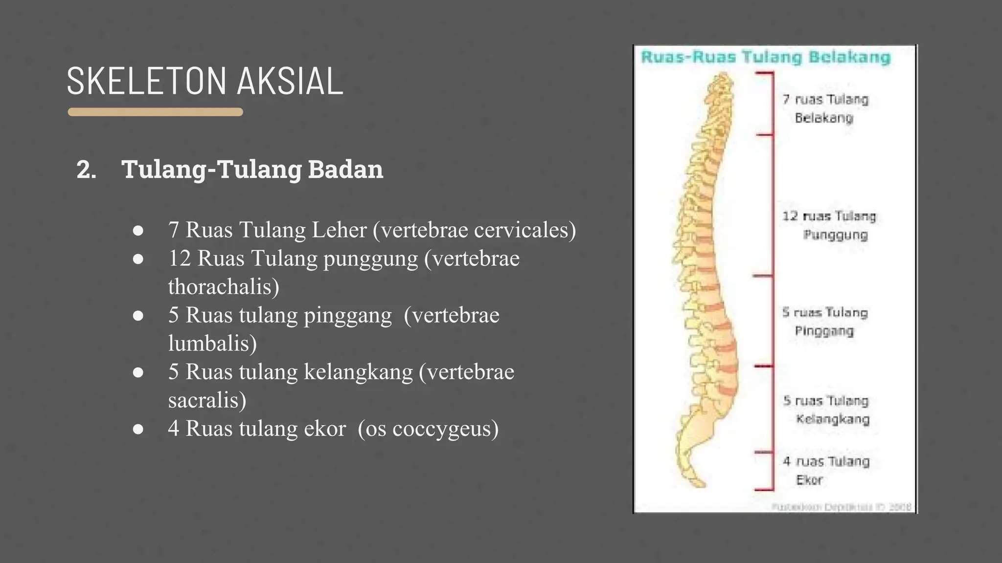 Zulfatul Aliyah_Sistem Rangka Biologi SMA Kelas XI.pptx
