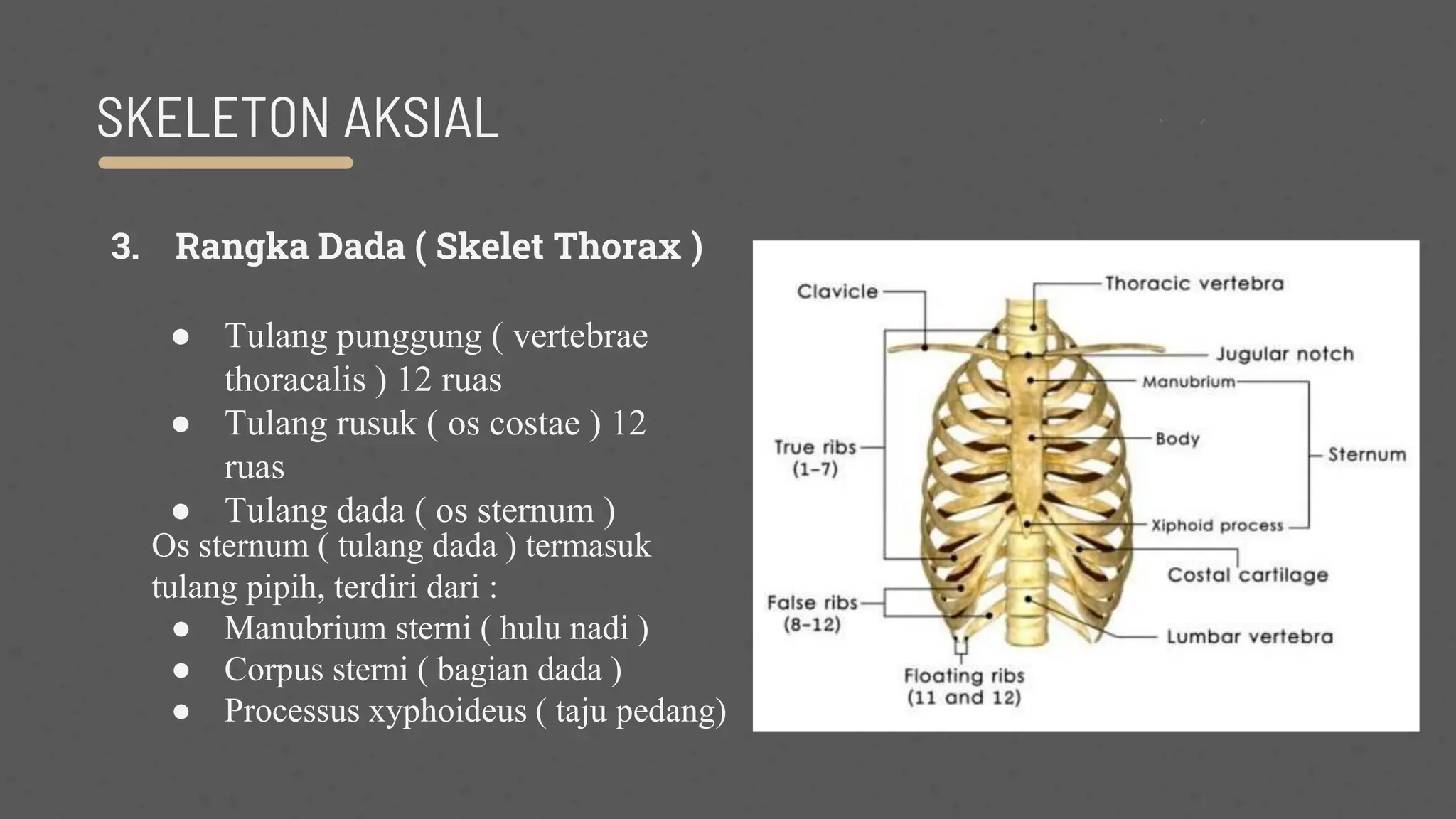 Zulfatul Aliyah_Sistem Rangka Biologi SMA Kelas XI.pptx
