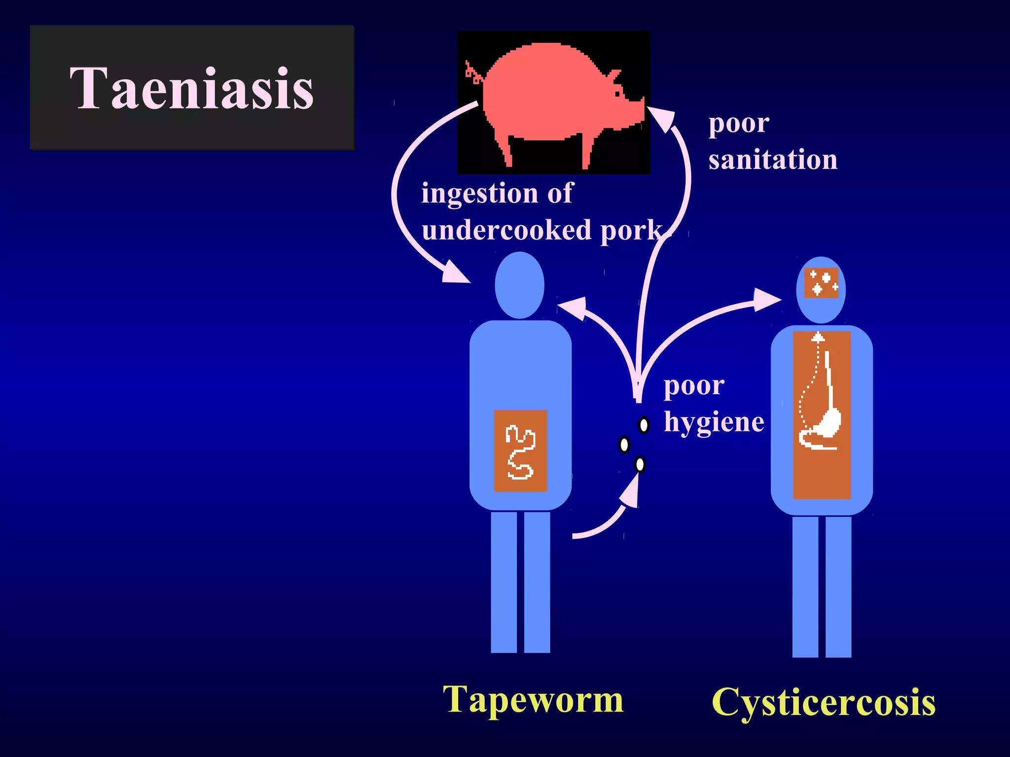 helminthic infection | PPT