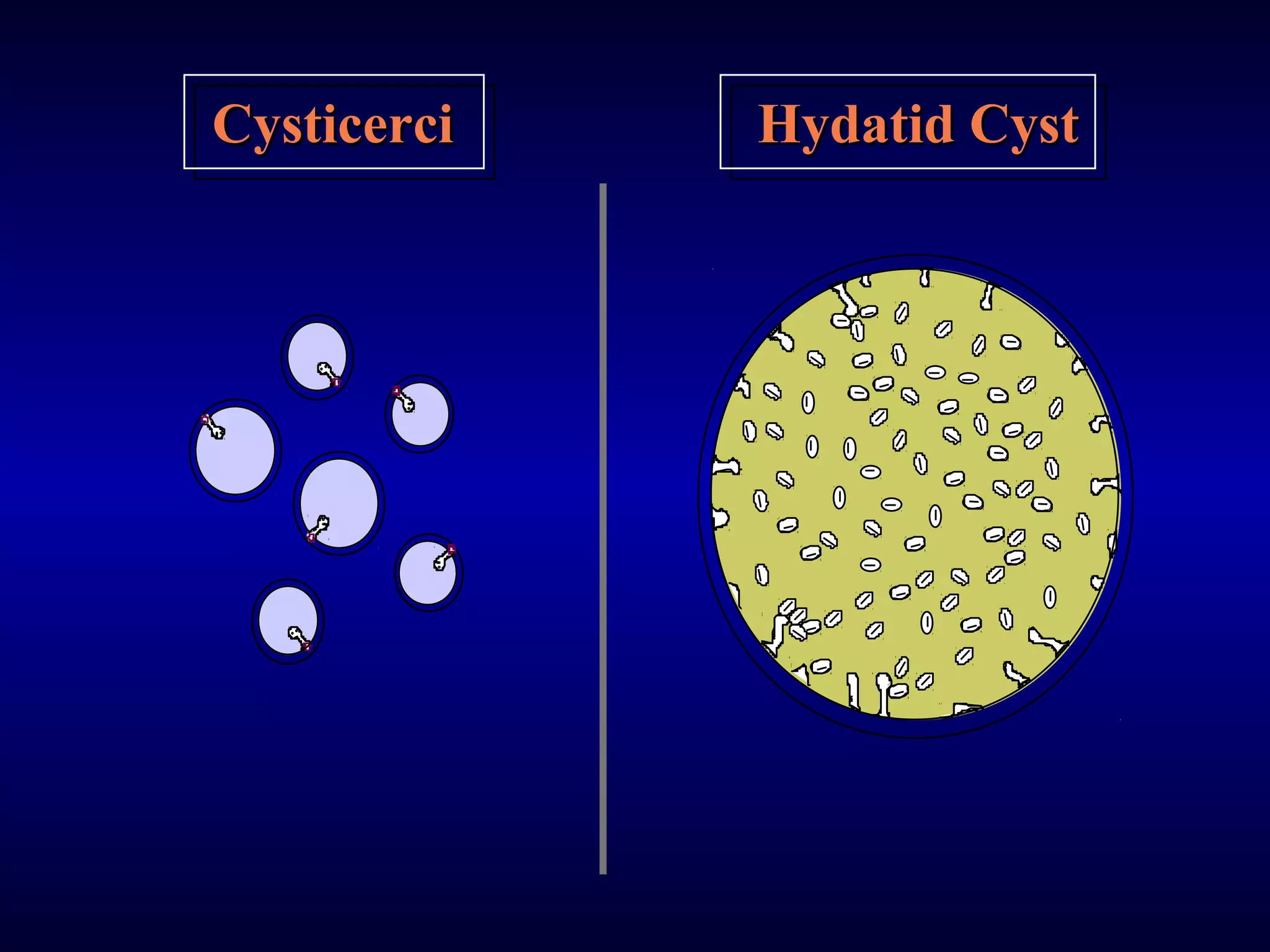 helminthic infection | PPT