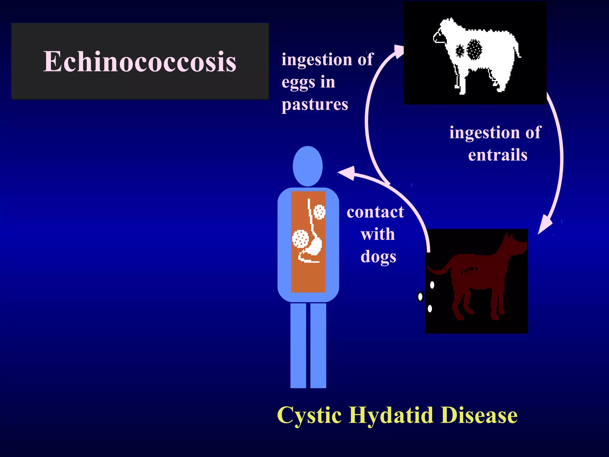 helminthic infection | PPT