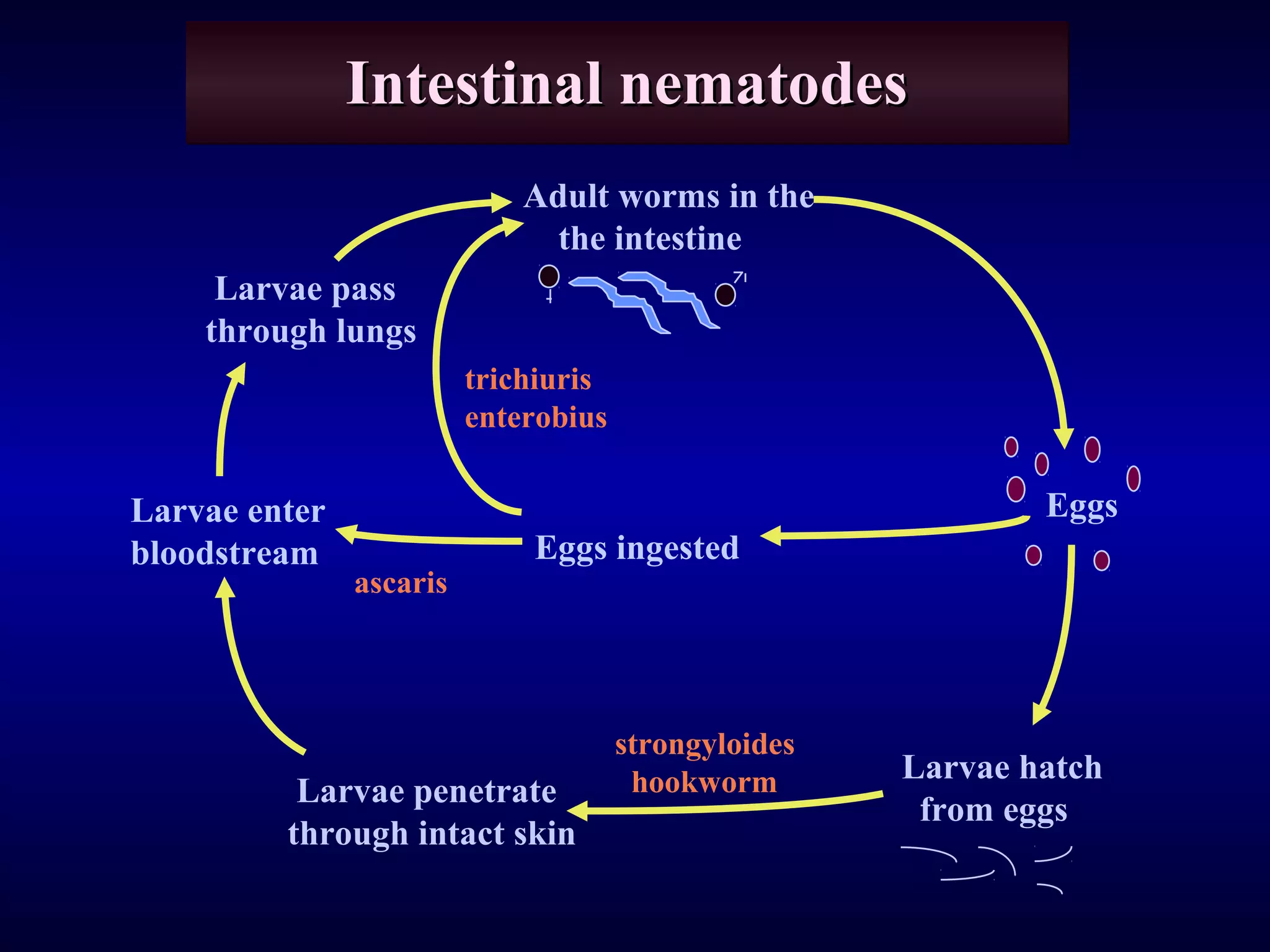 helminthic infection | PPT