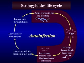 helminthic infection | PPT