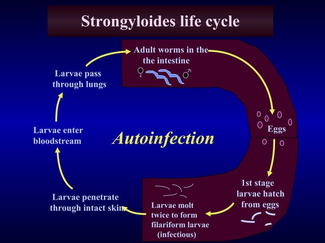 helminthic infection | PPT