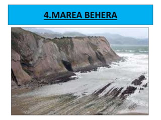 Zumaiako ekosistema | PPT