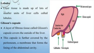 IMPORTANCE OF LIVER IN ANIMALS | PPTX | Digestive Disorders | Diseases ...