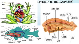 IMPORTANCE OF LIVER IN ANIMALS | PPTX | Digestive Disorders | Diseases ...