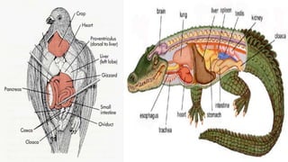 IMPORTANCE OF LIVER IN ANIMALS | PPTX | Digestive Disorders | Diseases ...