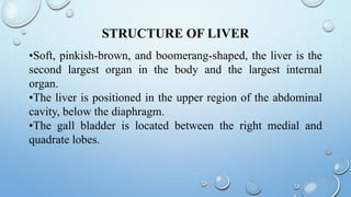 IMPORTANCE OF LIVER IN ANIMALS | PPTX | Digestive Disorders | Diseases ...
