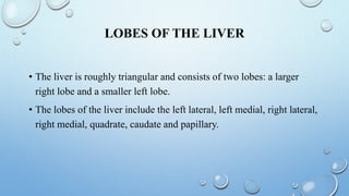 IMPORTANCE OF LIVER IN ANIMALS | PPTX | Digestive Disorders | Diseases ...