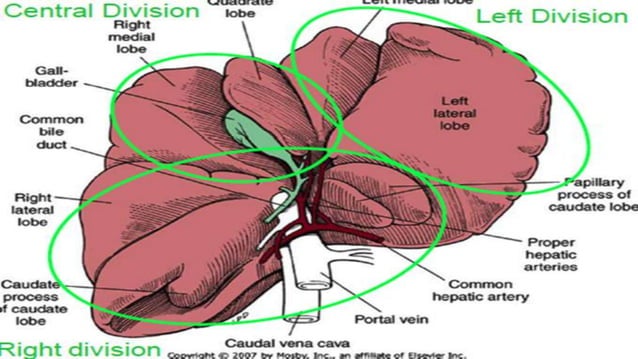 IMPORTANCE OF LIVER IN ANIMALS | PPTX | Digestive Disorders | Diseases ...