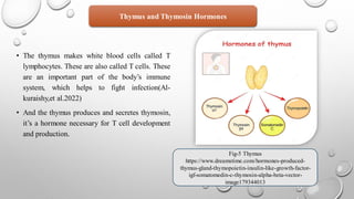 Effects of hormones on our immune system | PDF
