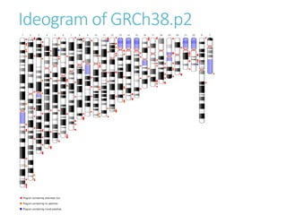 hg19 (GRCh37) vs. hg38 (GRCh38) | PPTX