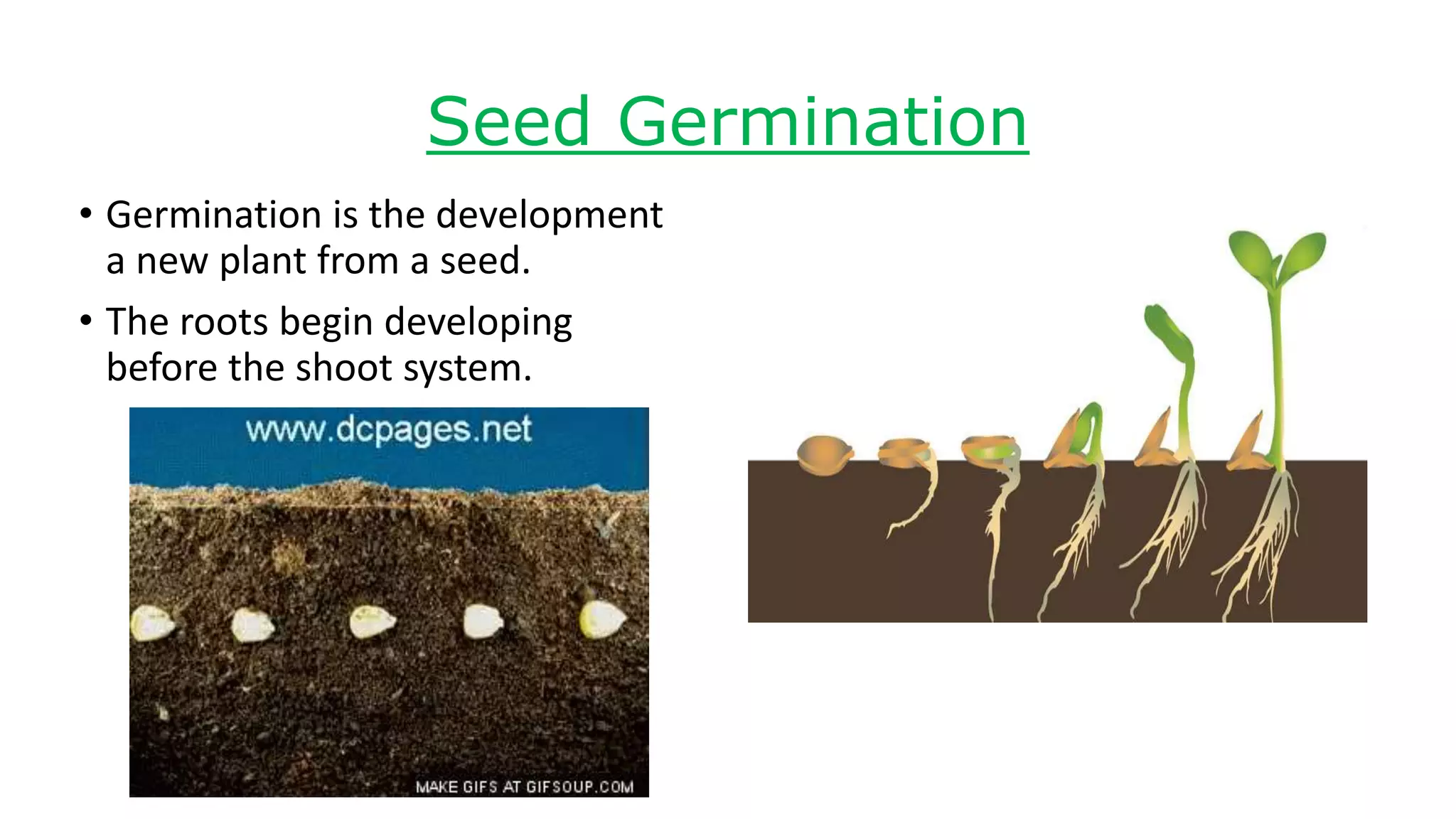 Life cycle of flowering plants | PPTX