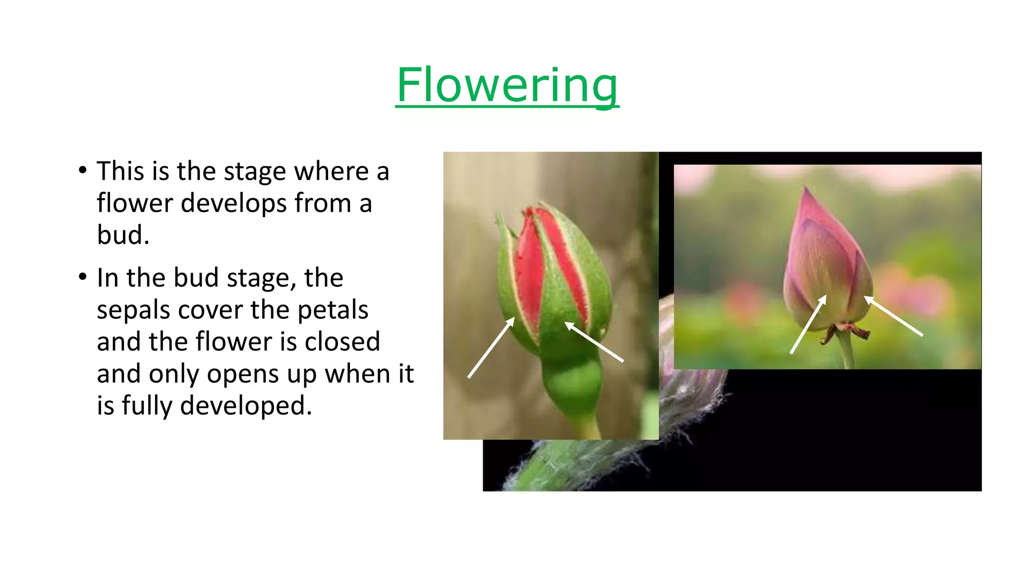 Life cycle of flowering plants | PPTX