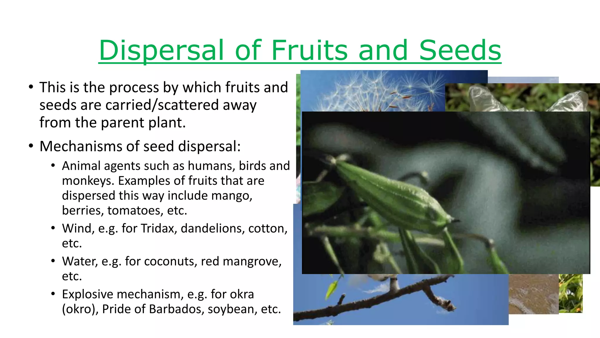 Life cycle of flowering plants | PPTX