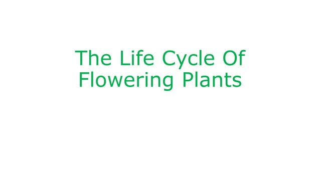 Life cycle of flowering plants | PPTX | Gardening | Home & Garden