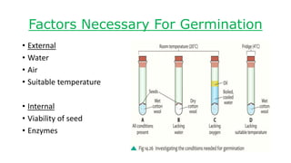 Life cycle of flowering plants | PPTX