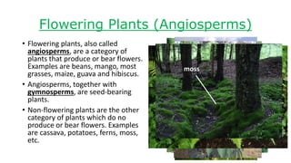 Life cycle of flowering plants | PPTX