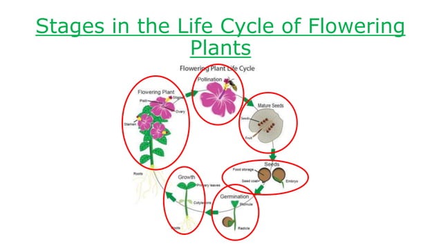 Life cycle of flowering plants | PPTX | Gardening | Home & Garden