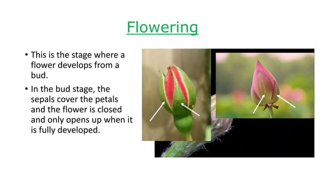 Life cycle of flowering plants | PPTX | Gardening | Home & Garden