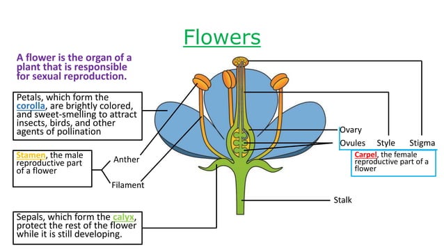 Life cycle of flowering plants | PPTX | Gardening | Home & Garden
