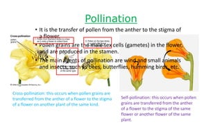 Life cycle of flowering plants | PPTX