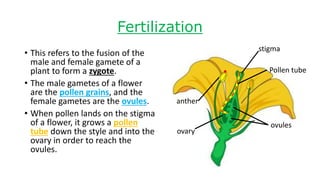 Life cycle of flowering plants | PPTX