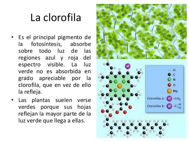 Qu Es La Clorofila Y Dnde Se Ubica La Fotosntesis