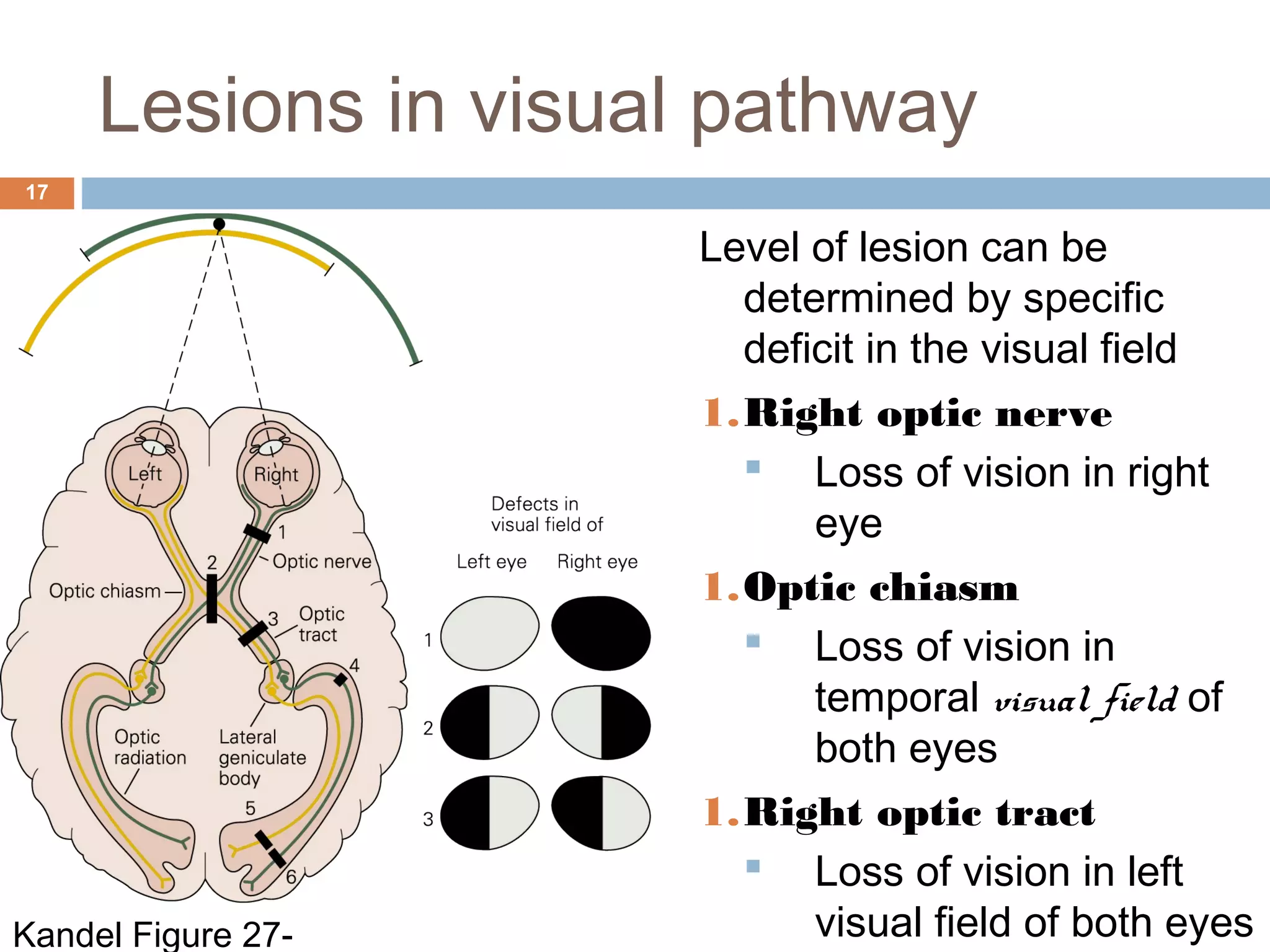 Visual System Circuitry | PPT