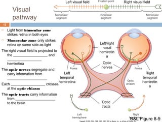 Visual System Circuitry | PPT