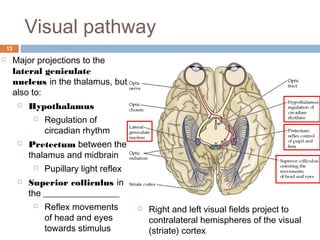 Visual System Circuitry | PPT