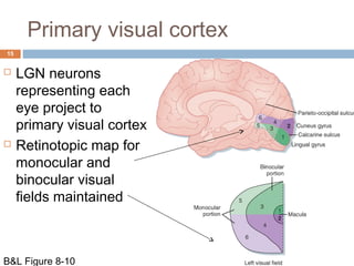 Visual System Circuitry | PPT