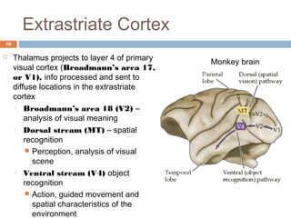 Visual System Circuitry | PPT