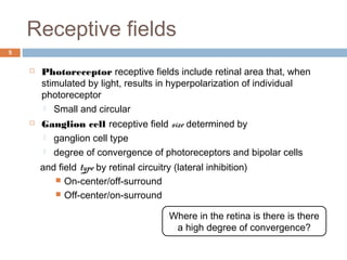 Visual System Circuitry | PPT