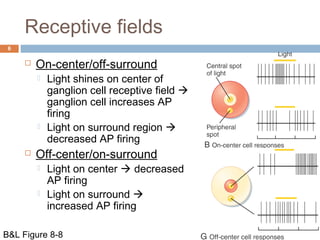 Visual System Circuitry | PPT