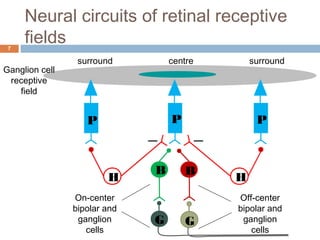 Visual System Circuitry | PPT