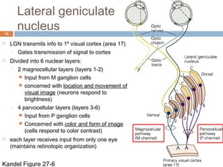 Function Of Lateral Geniculate Nucleus