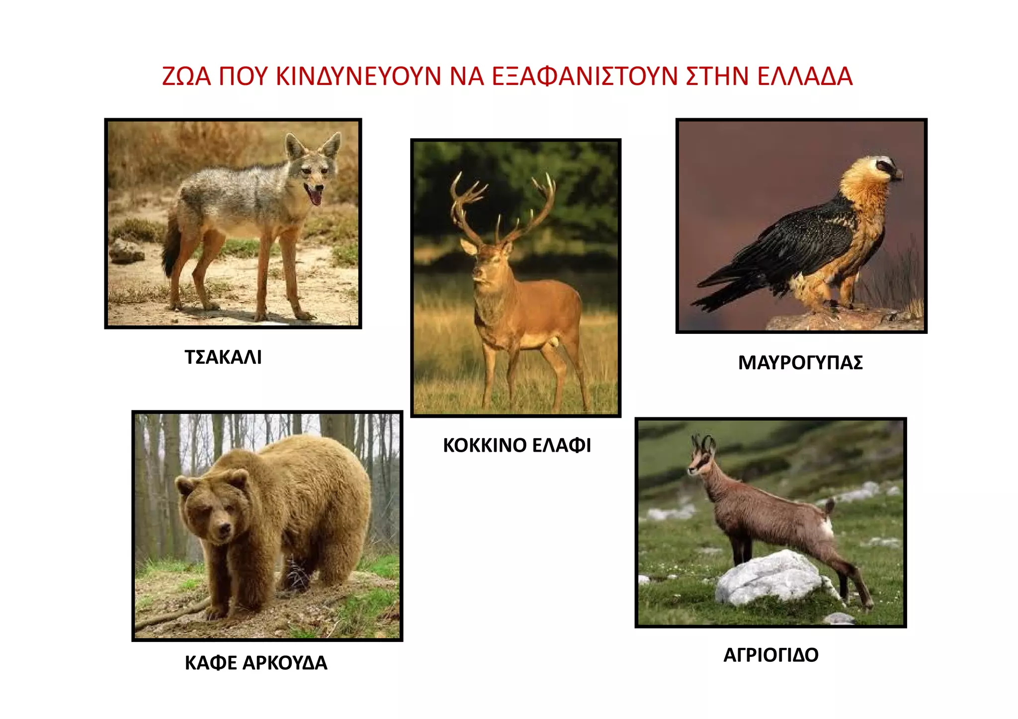 ΖΩΑ ΥΠΟ ΕΞΑΦΑΝΙΣΗ | PDF